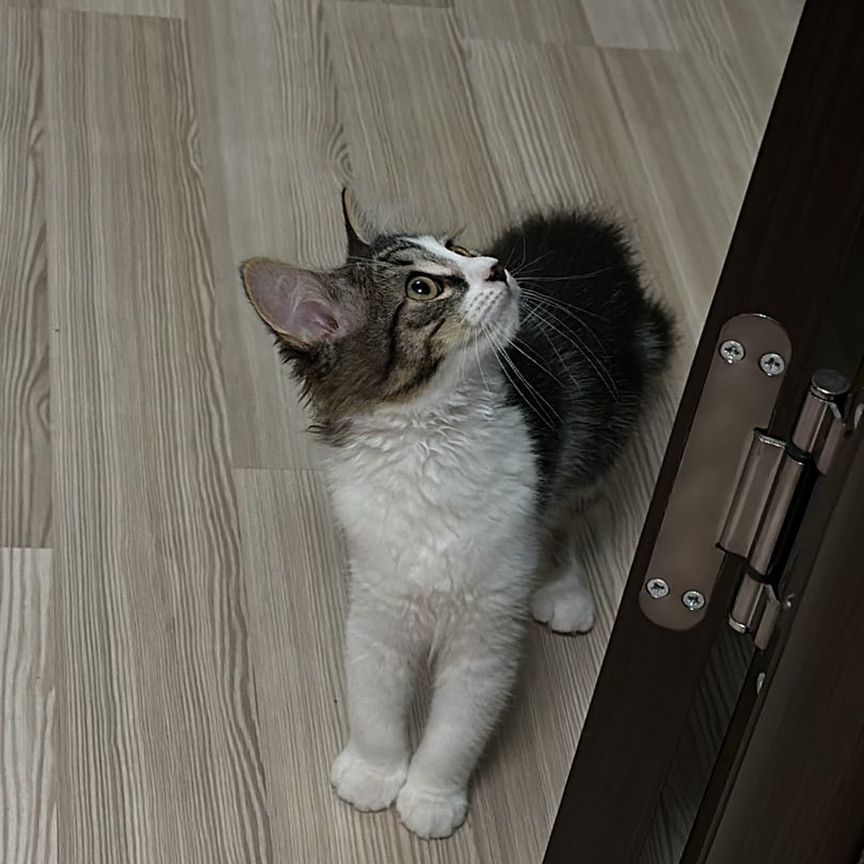 Отдам кошку в добрые руки