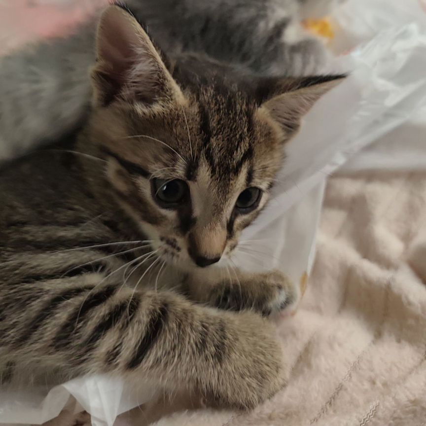 Котенок