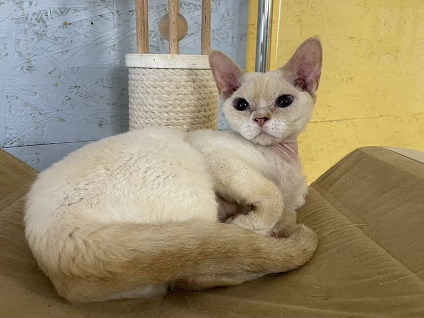 Кошка голубоглазка 1,5 годика