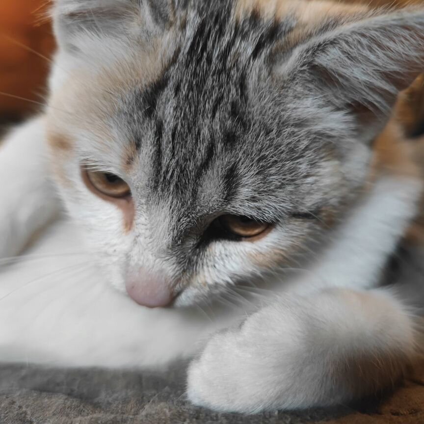 Котенок девочка