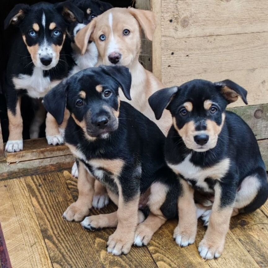 Щенок в добрые руки