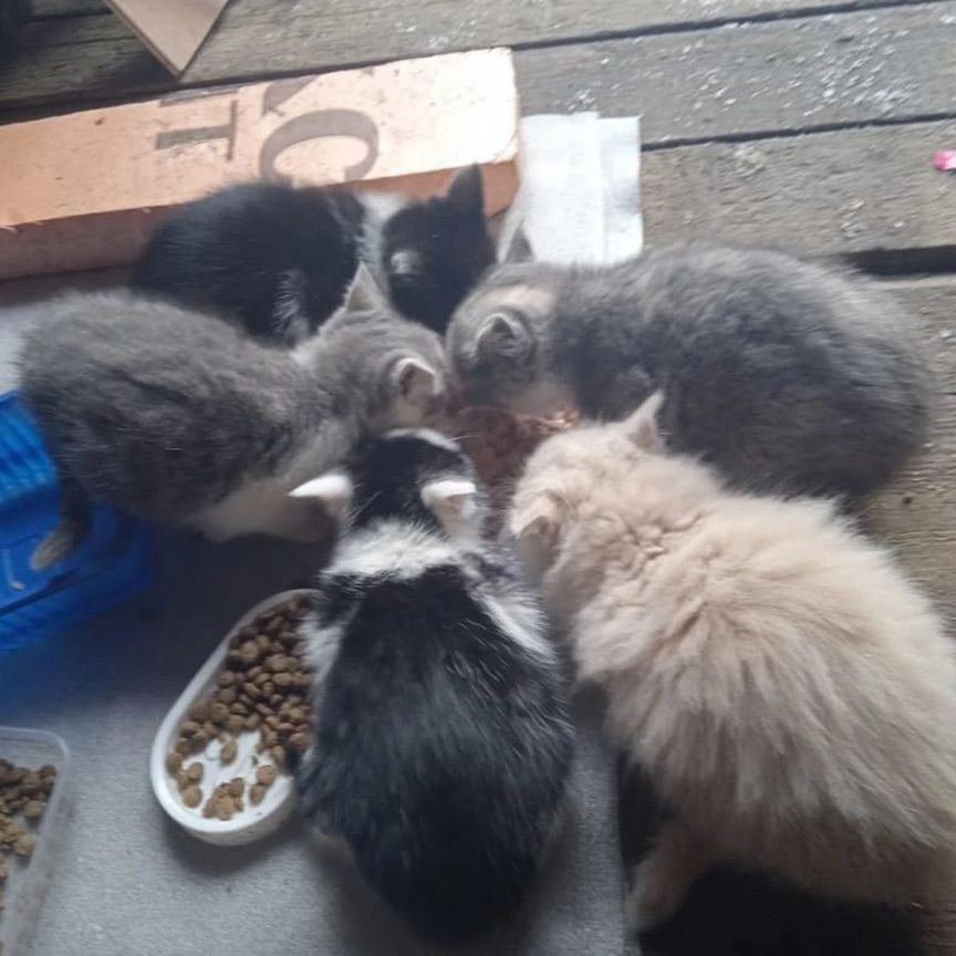 Котята в добрые руки