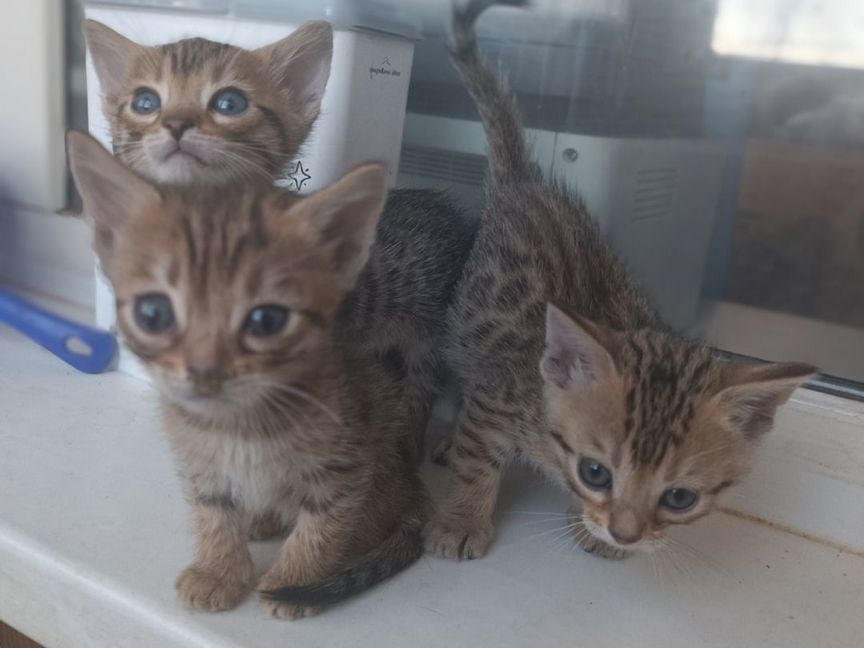 Бенгальские котята