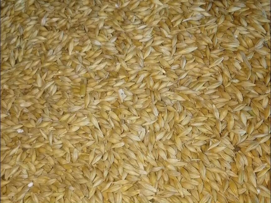 Соя, Кормовой овёс корма
