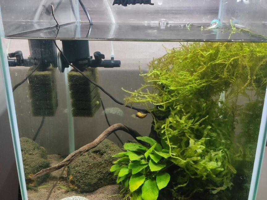 Аквариум Aquael Shrimp set 30