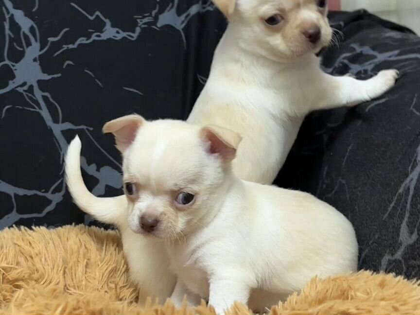 Кремовые девочки чихи