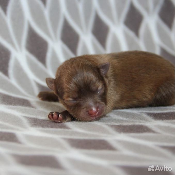 Померанский шпиц девочка ищет маму