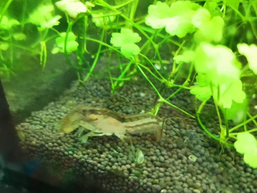 Карликовый болотный рак