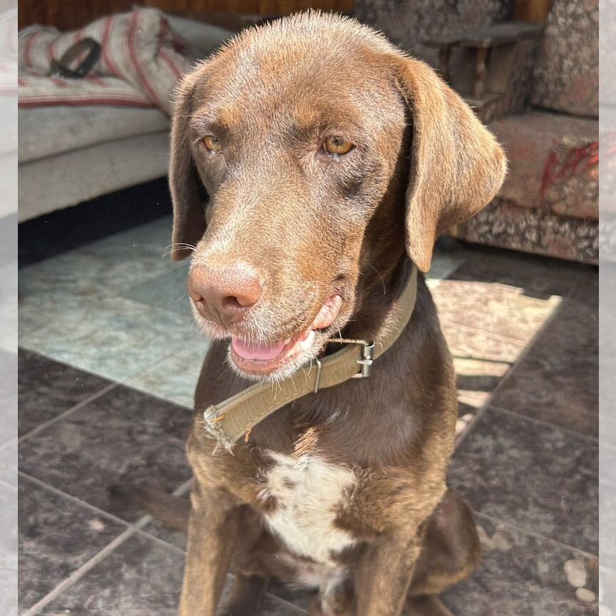 Собака в добрые руки