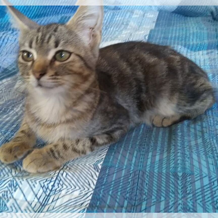 Котята в добрые руки бесплатно мальчик