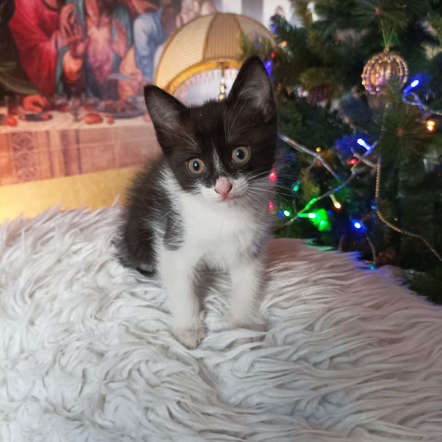 Кот 2.5 месяца