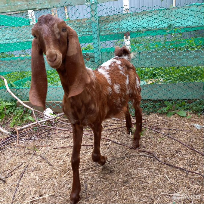 Козлик камори 5мес