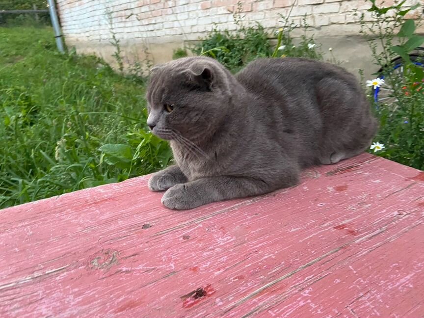 Британский вислоухий кот в добрые руки