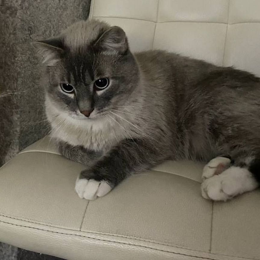В добрые руки кота