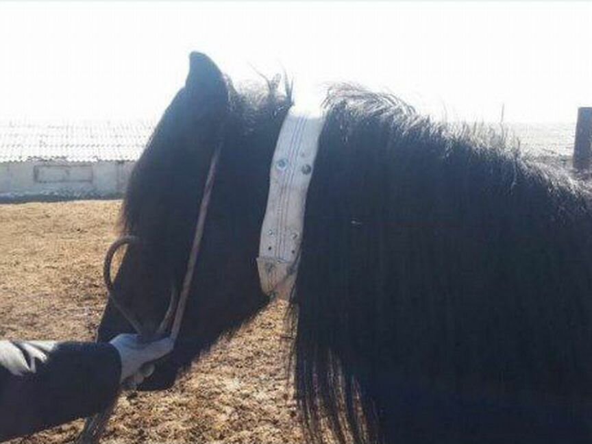 GPS-маяк для лошадей, GPS-ошейник as