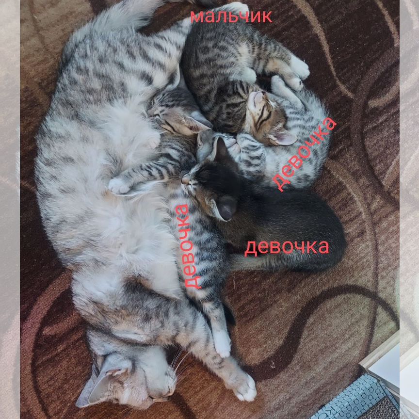 Котёнок в добрые руки