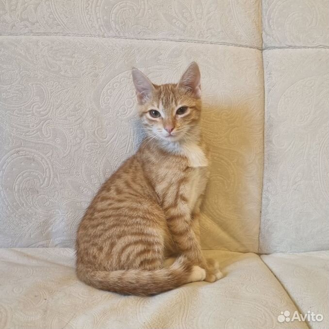 Рыжее солнышко, котёнок - девочка