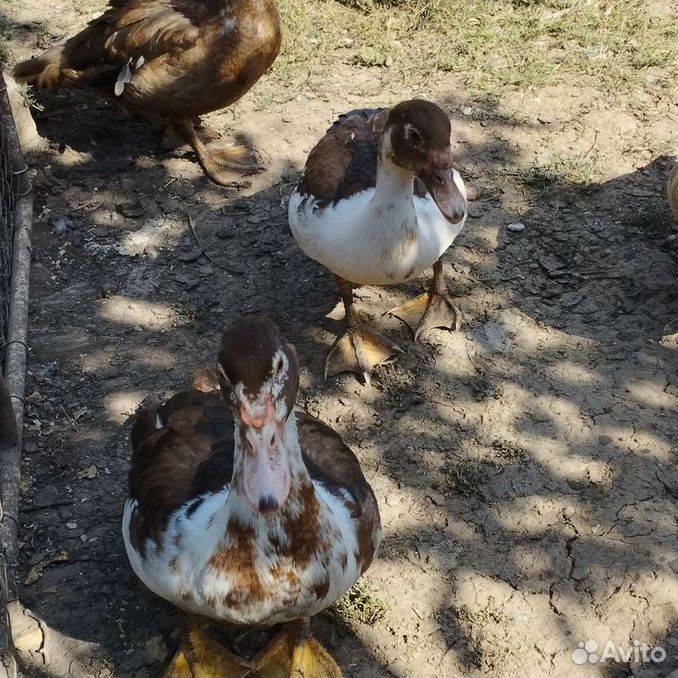 Индоутята двухнедельный и двухмесячеые