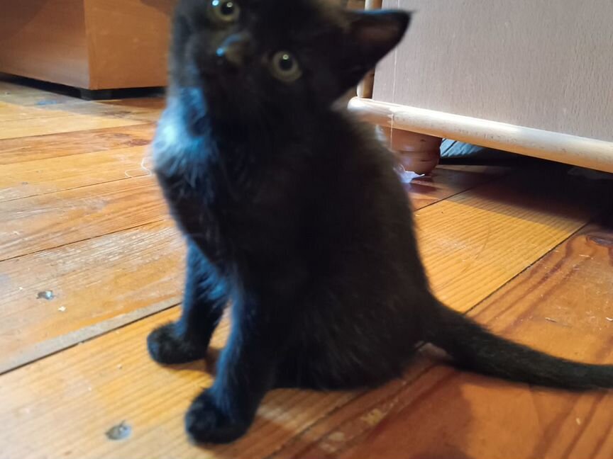 Котёнок отличный мышелов