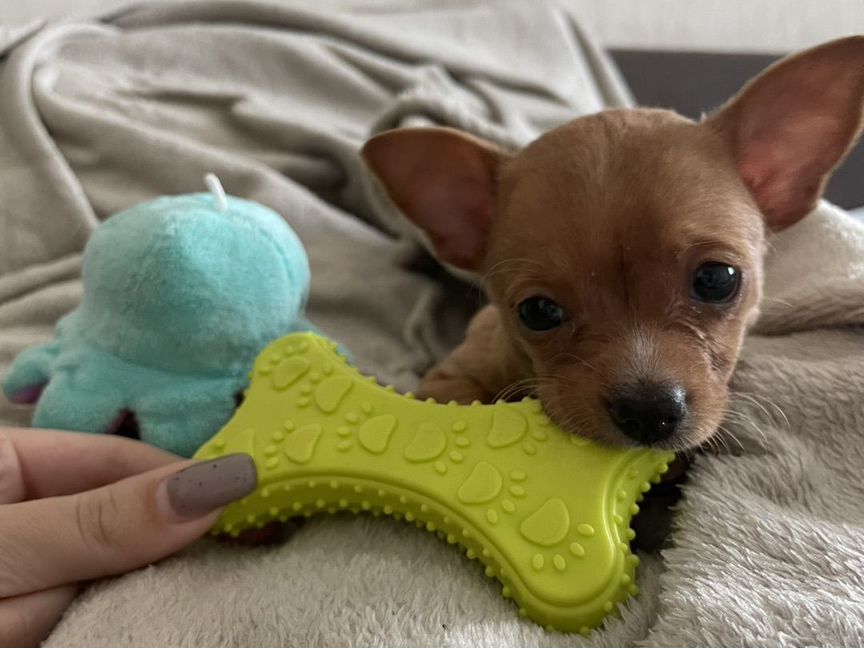 Продам щеночка чихуахуа(девочка)