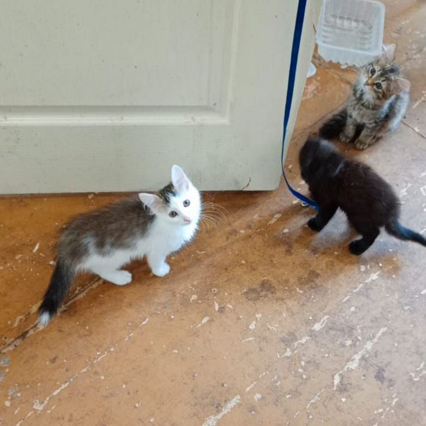 Сибирские котята
