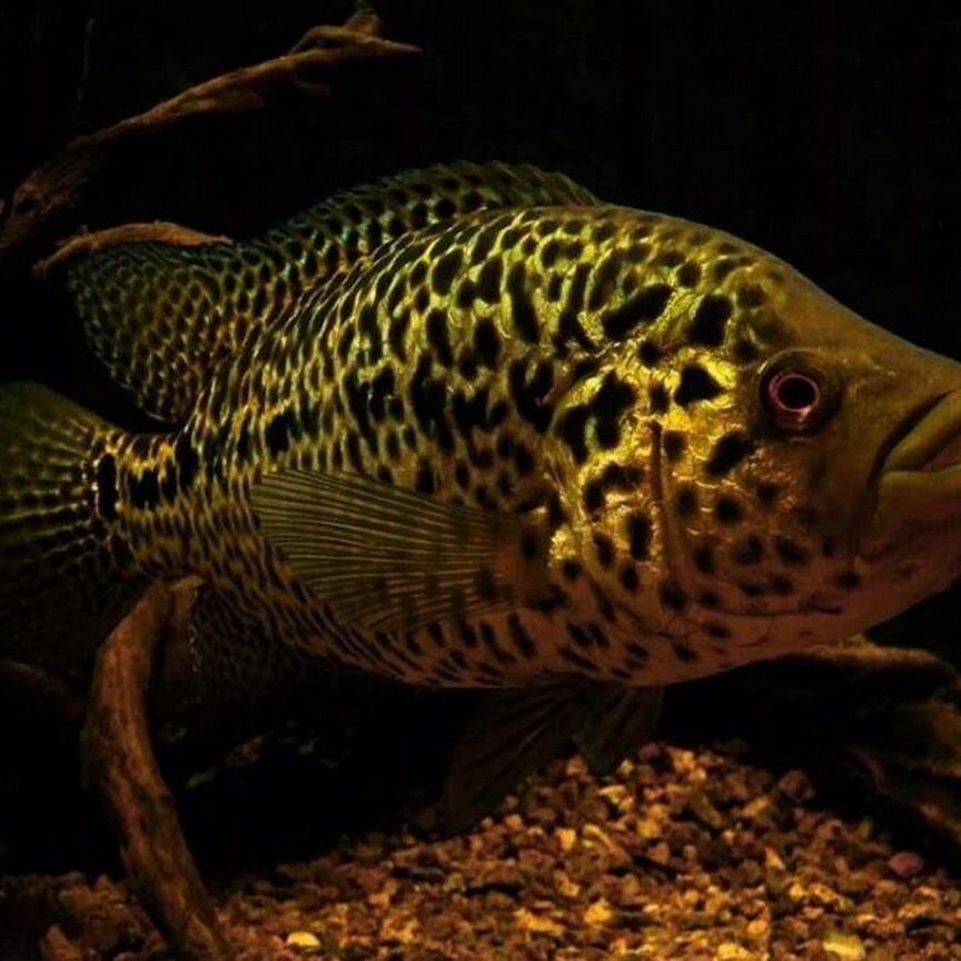 Манагуанская цихлозома