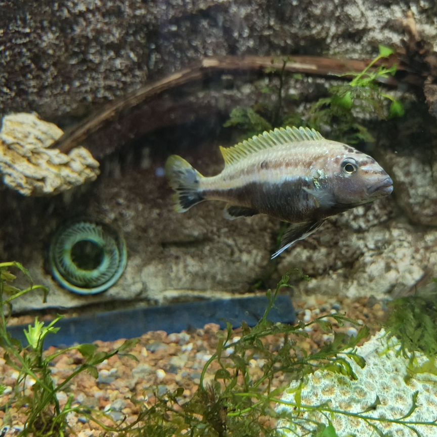 Меланохромис ауратус цихлида