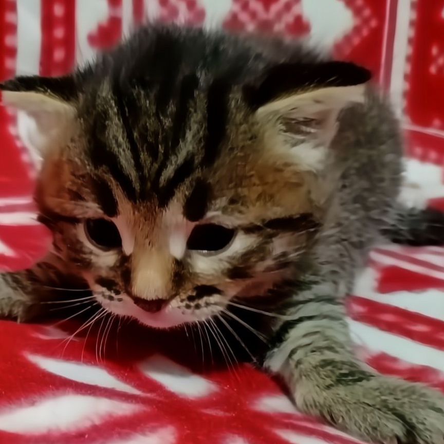 Котёнок в добрые руки