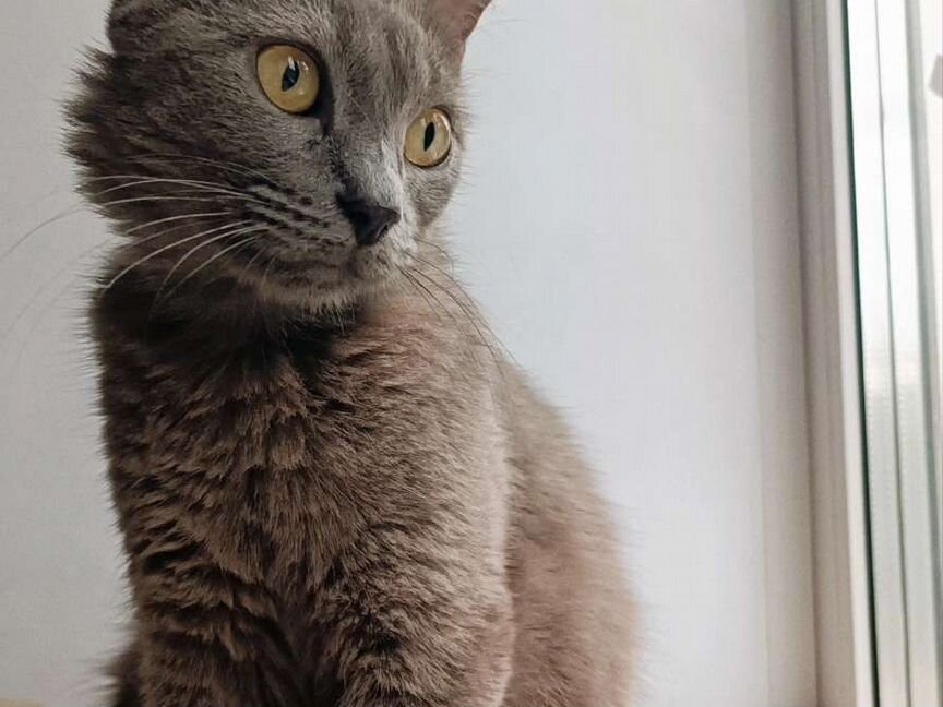 Кошечка Мисти