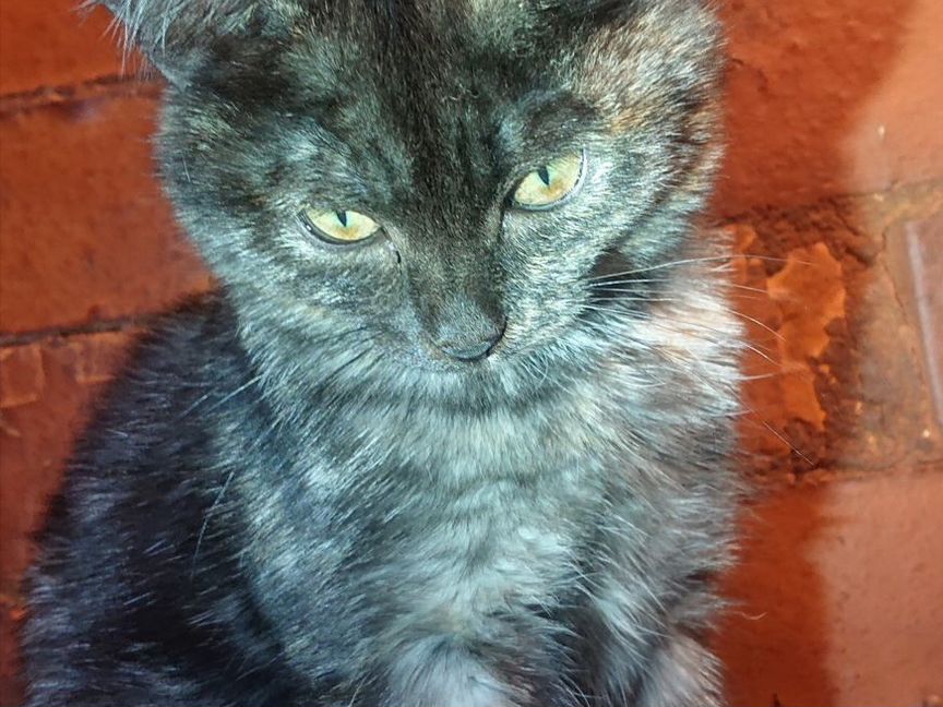 Мурлычка ручная котейка