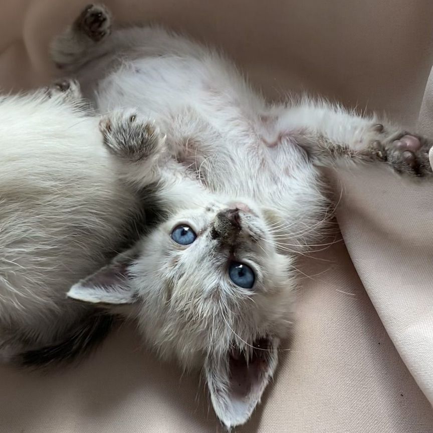 Сиамские котята 1,5 месяца
