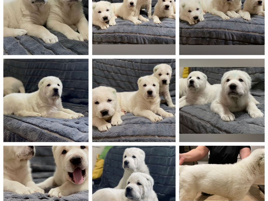 Среднеазиатская овчарка алабай щенки