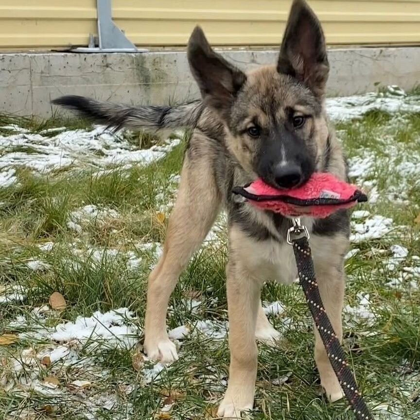 Щенок в добрые руки