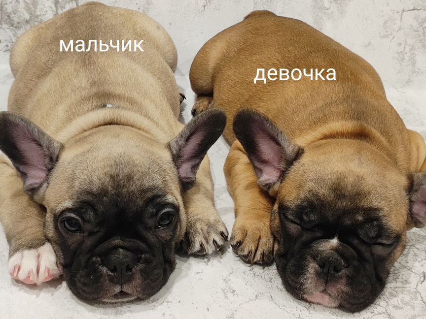 Щенки французского бульдога РКФ
