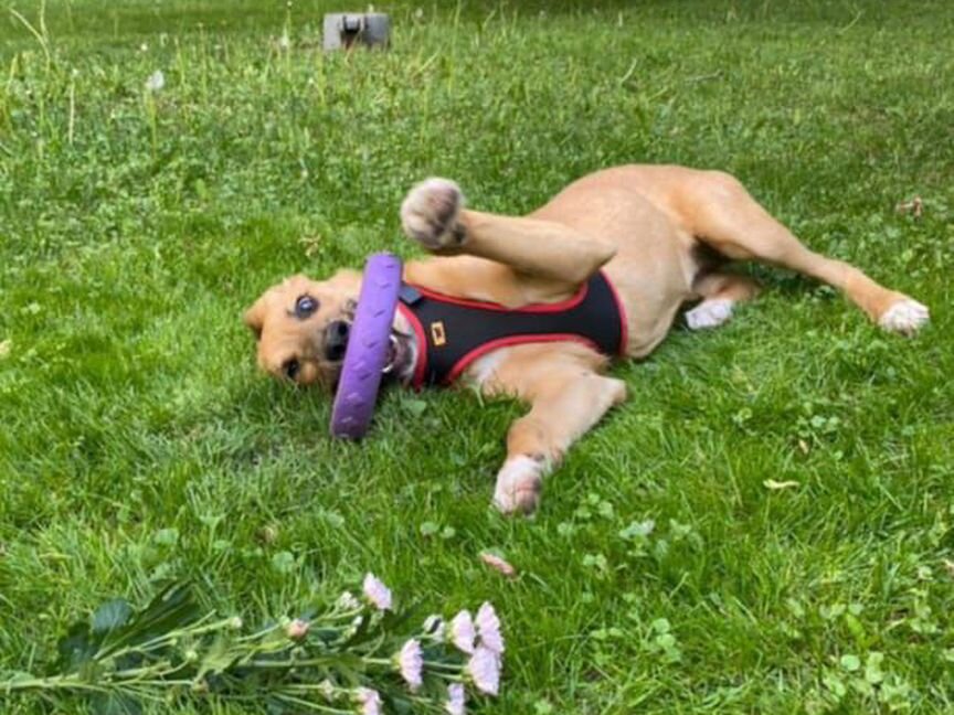 Чудесная Джина в добрый руки