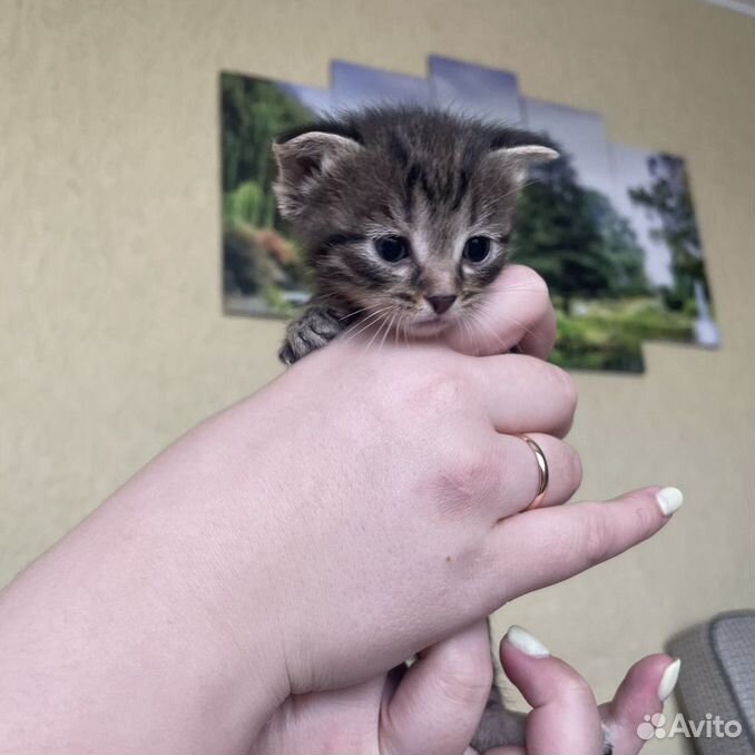 Шатландские котята