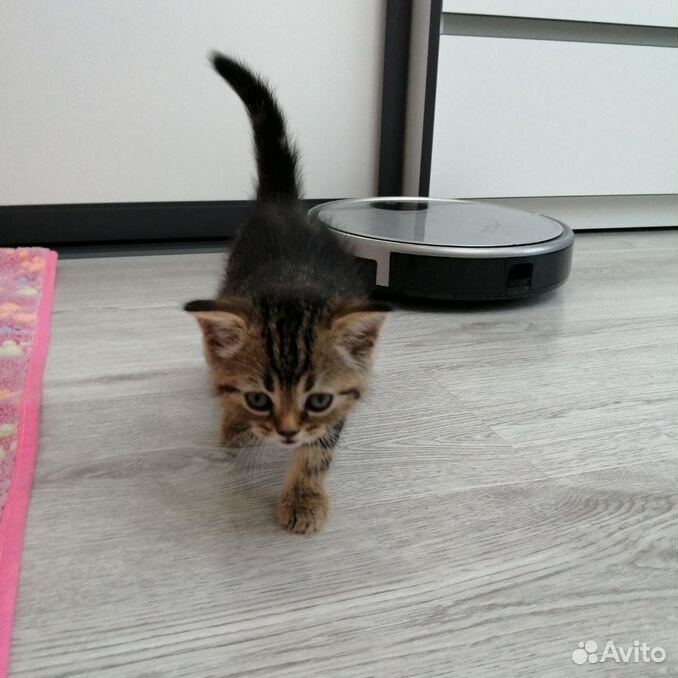 Котята скотиш долф Шотландские