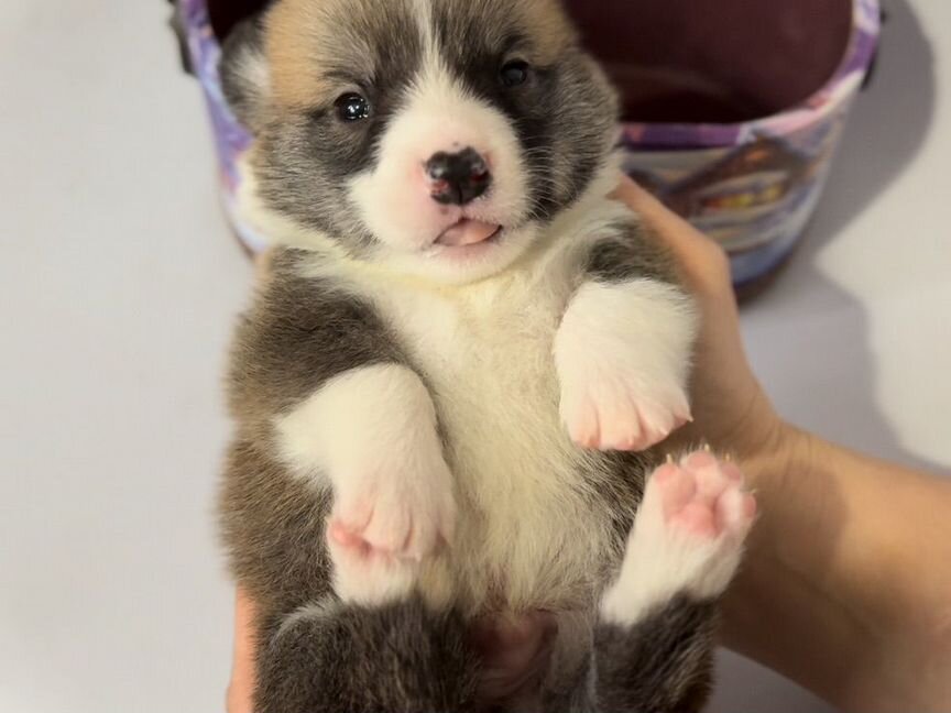 Щенки вельш корги пемброк