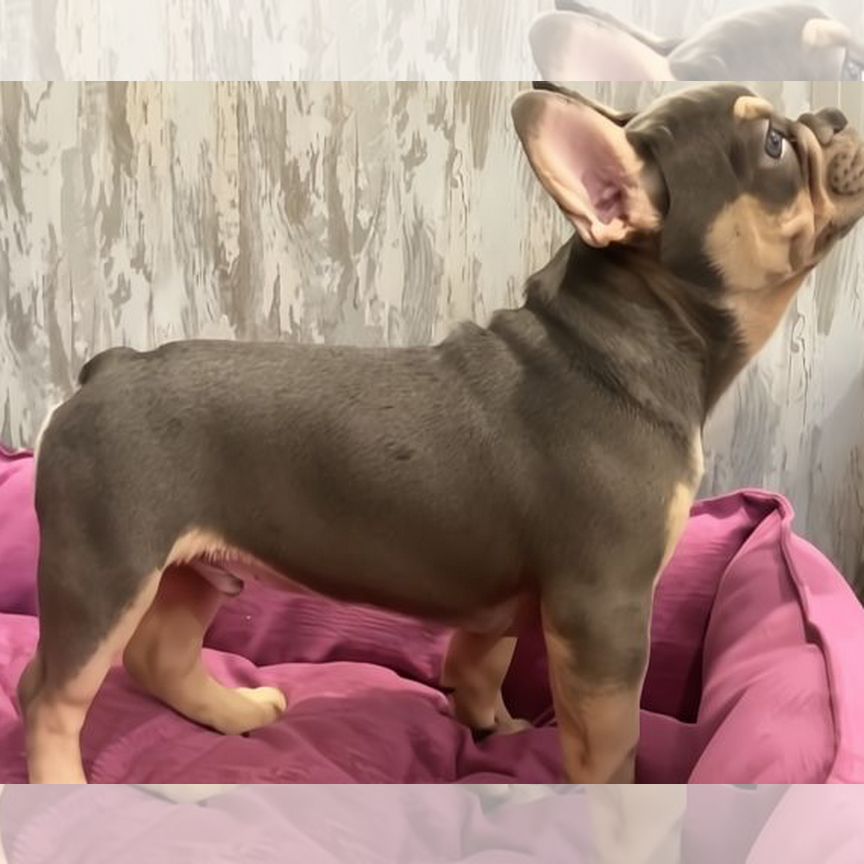 Французский бульдог, щенок