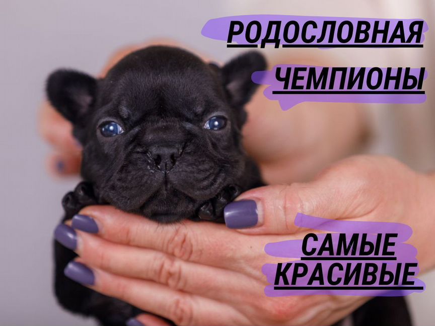 Французский бульдог Черный