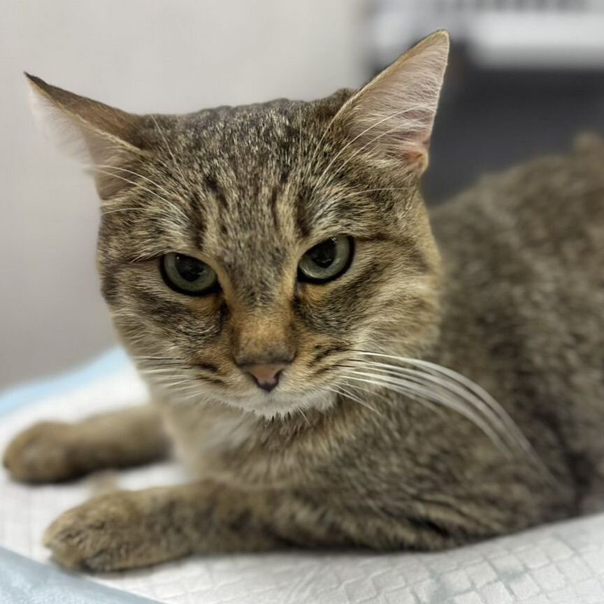 Взрослый кот в добрые руки