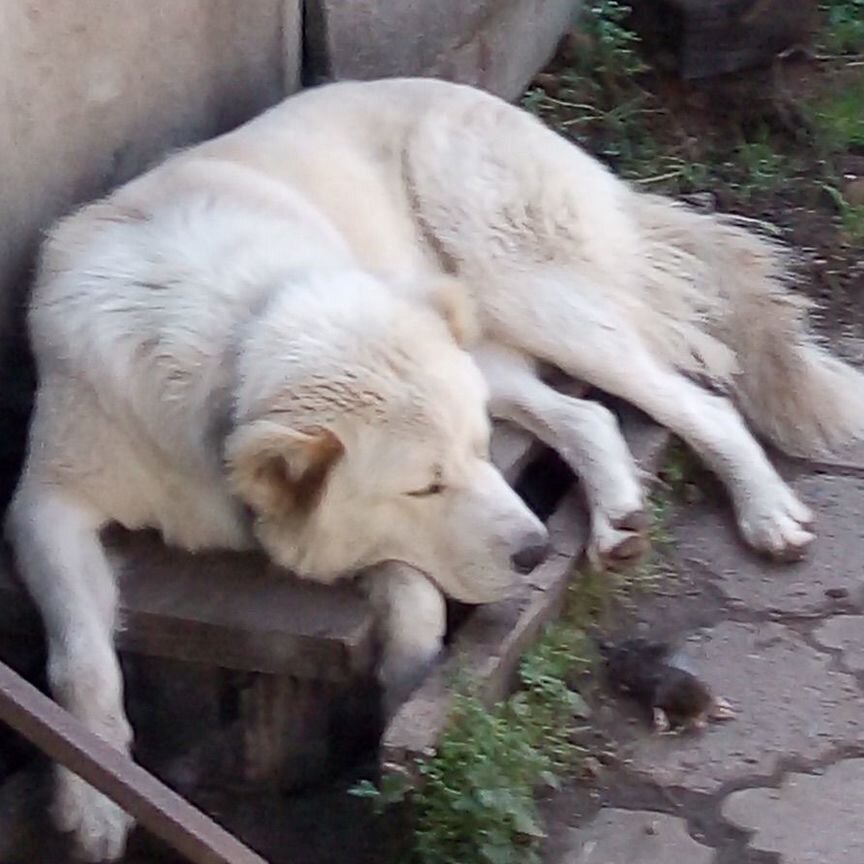 Кавказская овчарка, взрослая собака