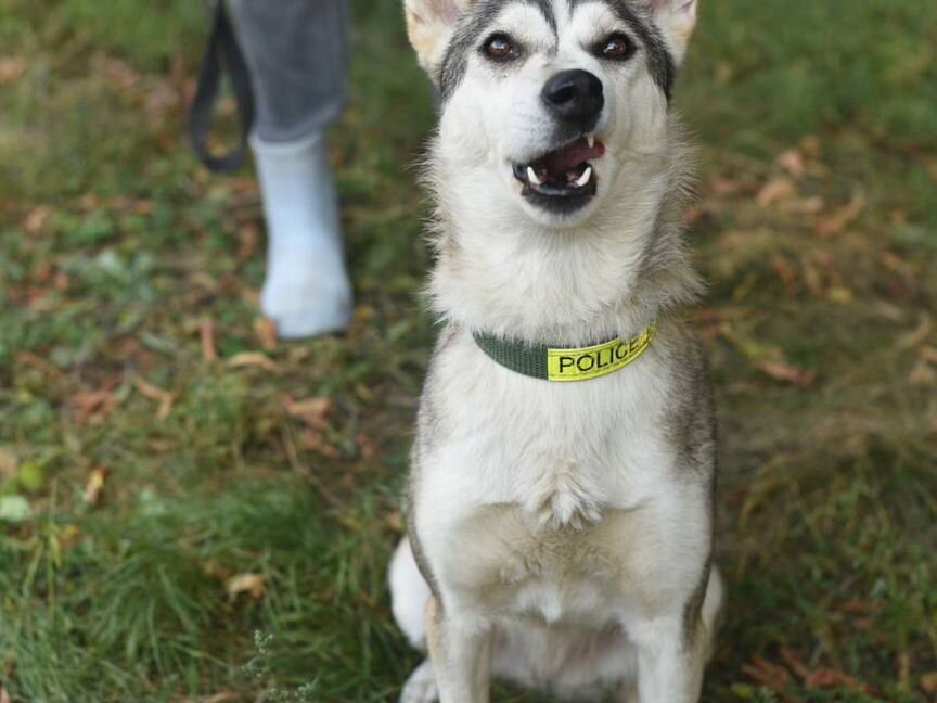 Хаски в добрые руки (мини)