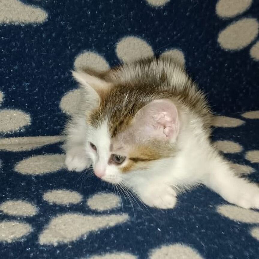 Котятки в добрые руки