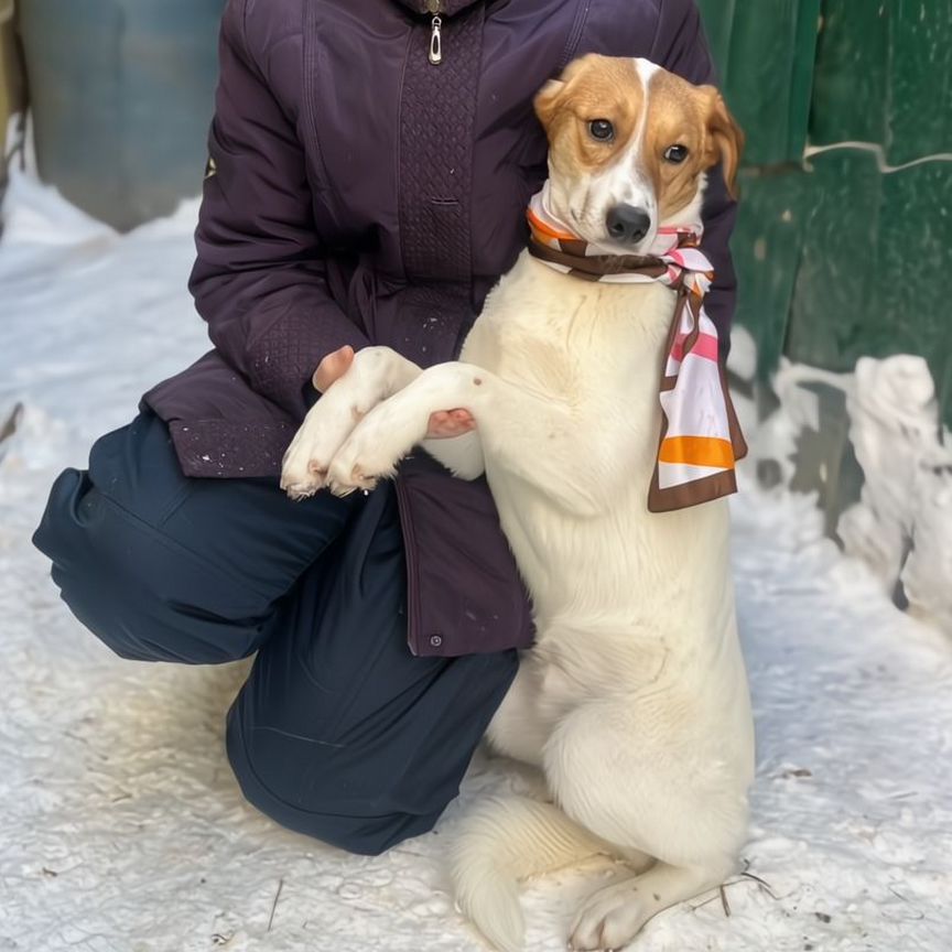 Щенок в добрые руки