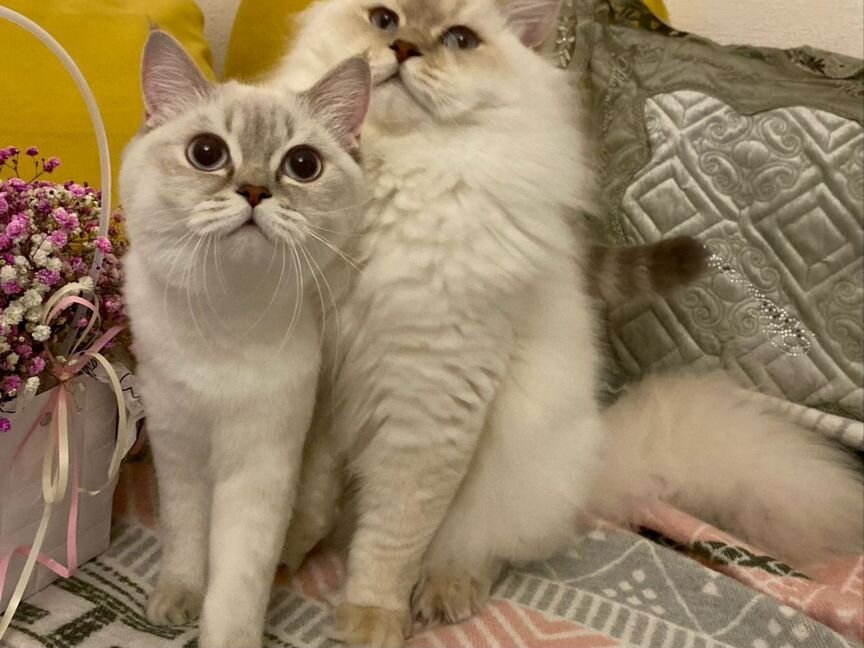 Кошка
