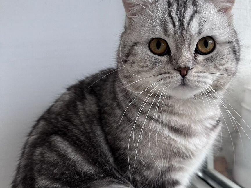 Вязка с шотландским котом