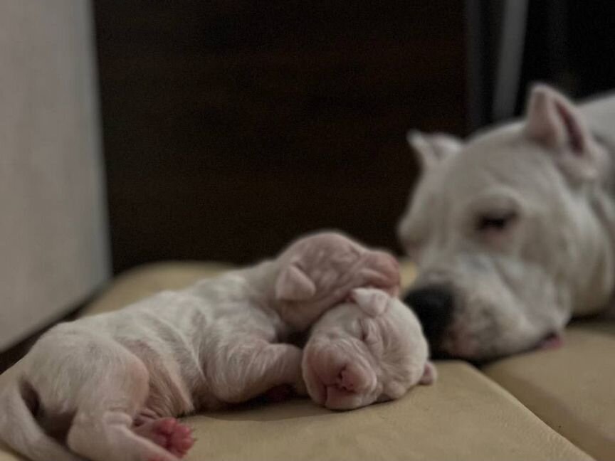 Щенки аргентинского дога