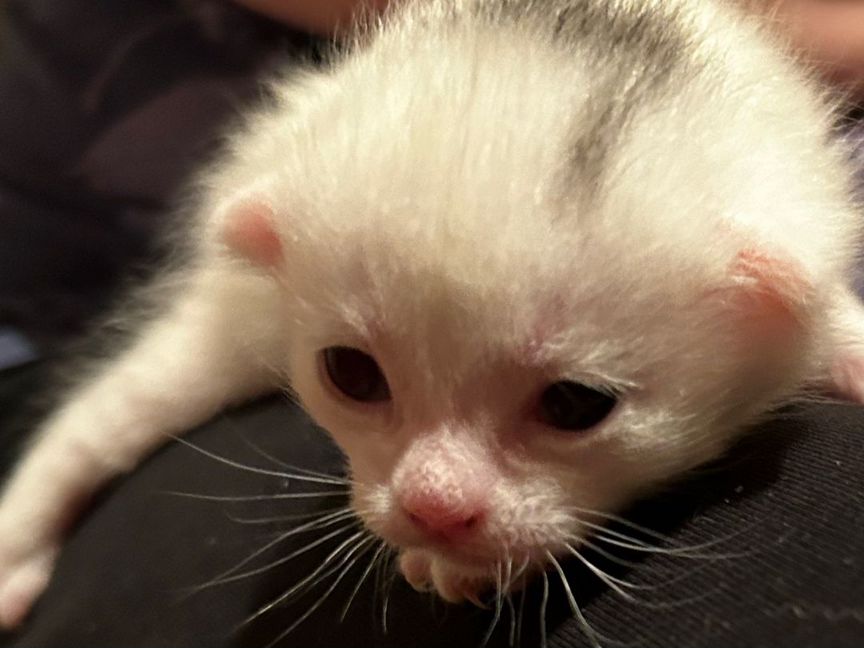 Котята