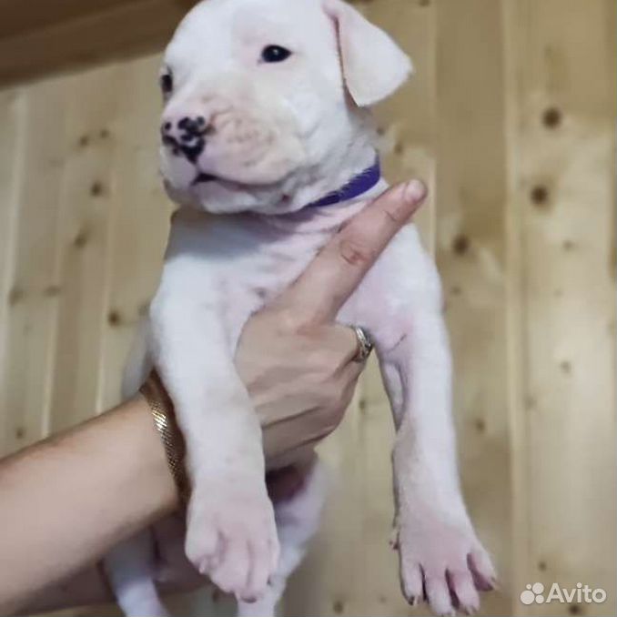 Щенки аргентинского дога